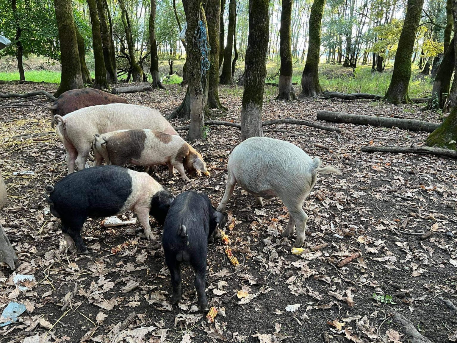 Hrast star 700 godina simbol Lonjskog polja koje može puno više ...